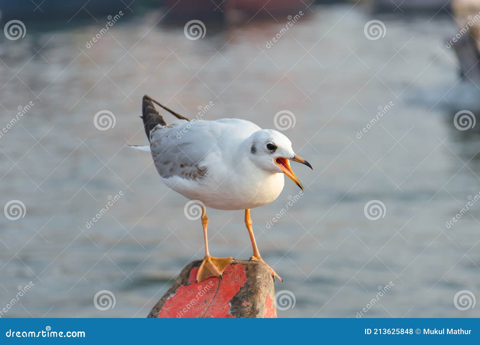 Seagull Sitting on a Nose of a Boat Stock Photo - Image of tourism ...