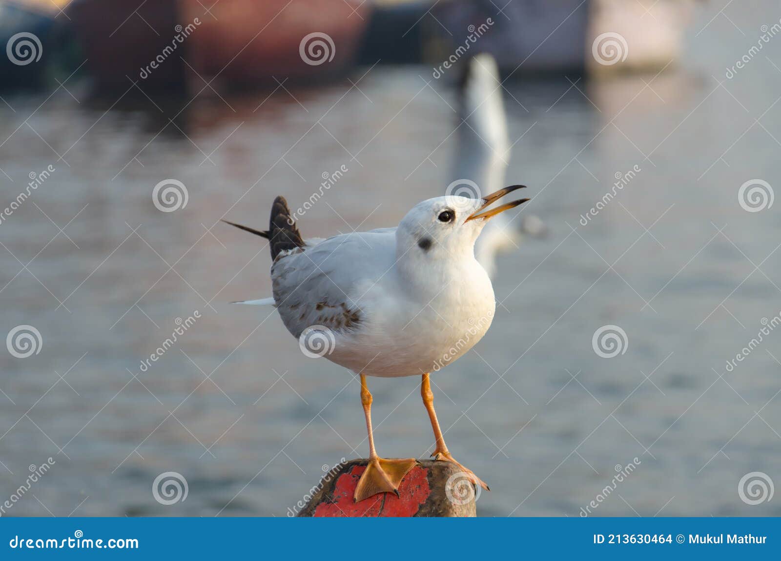 Seagull Sitting on a Nose of a Boat Stock Photo - Image of bird ...