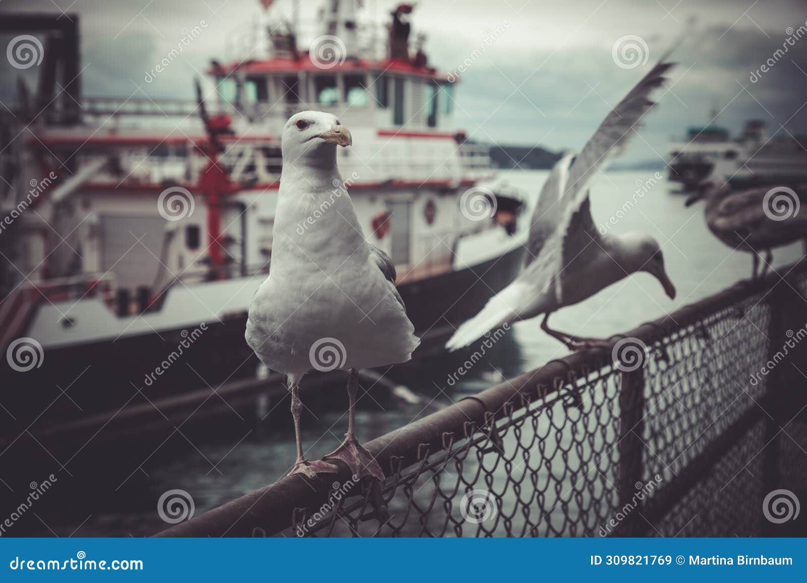 Seagull Sitting on a Reiling in the Harbour of Seattle Stock Image ...