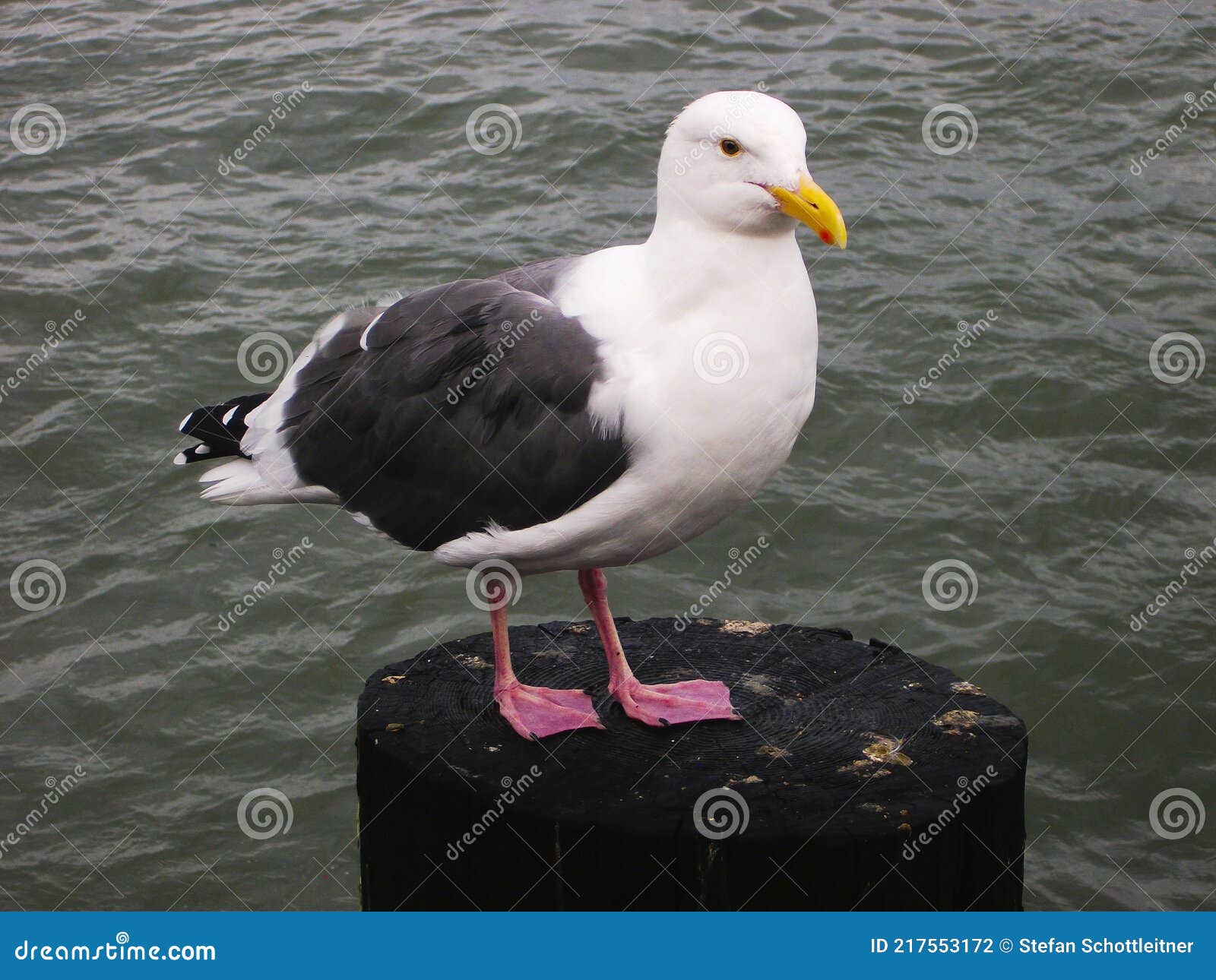 A Seagull is Sitting and Relaxing after the Flight Stock Photo - Image ...