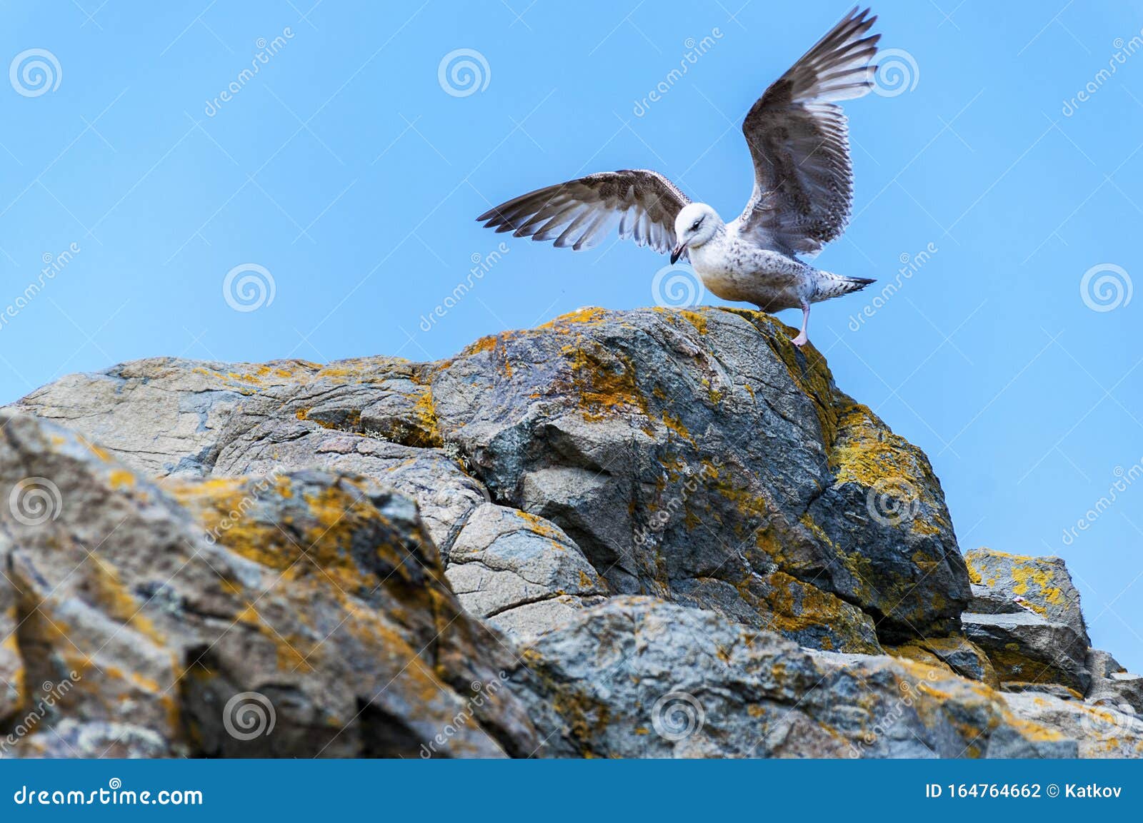 Seagull sitting on a rock stock photo. Image of beautiful - 164764662