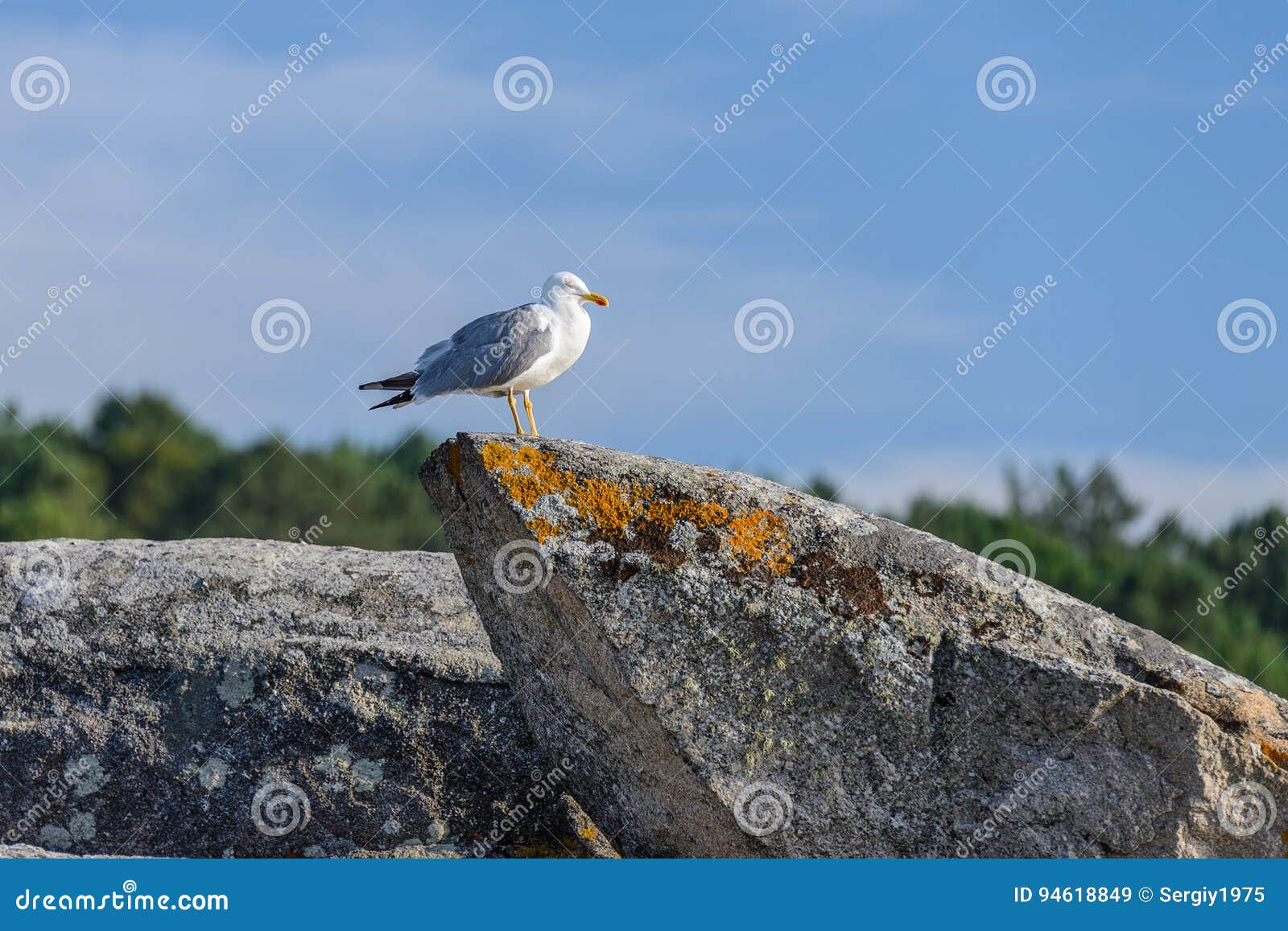 Seagull sitting on a rock stock image. Image of bright - 94618849