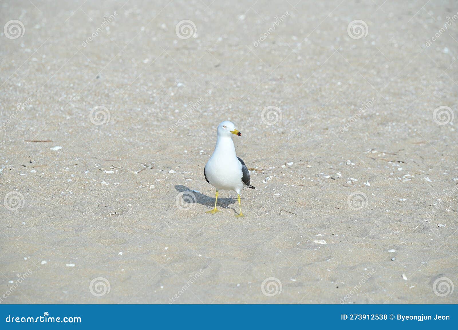 A Seagull is Sitting on a Sandy Beach Stock Photo - Image of seabird ...