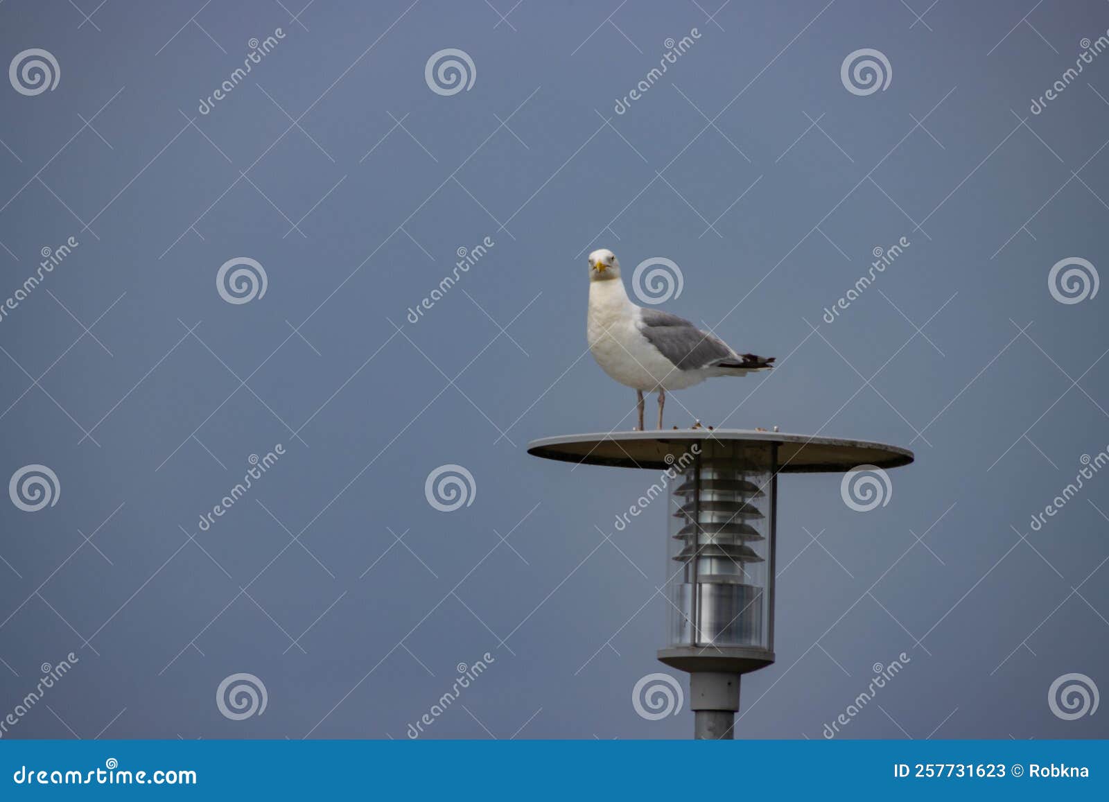 Seagull Sitting on a Street Light Stock Image - Image of urban, side ...