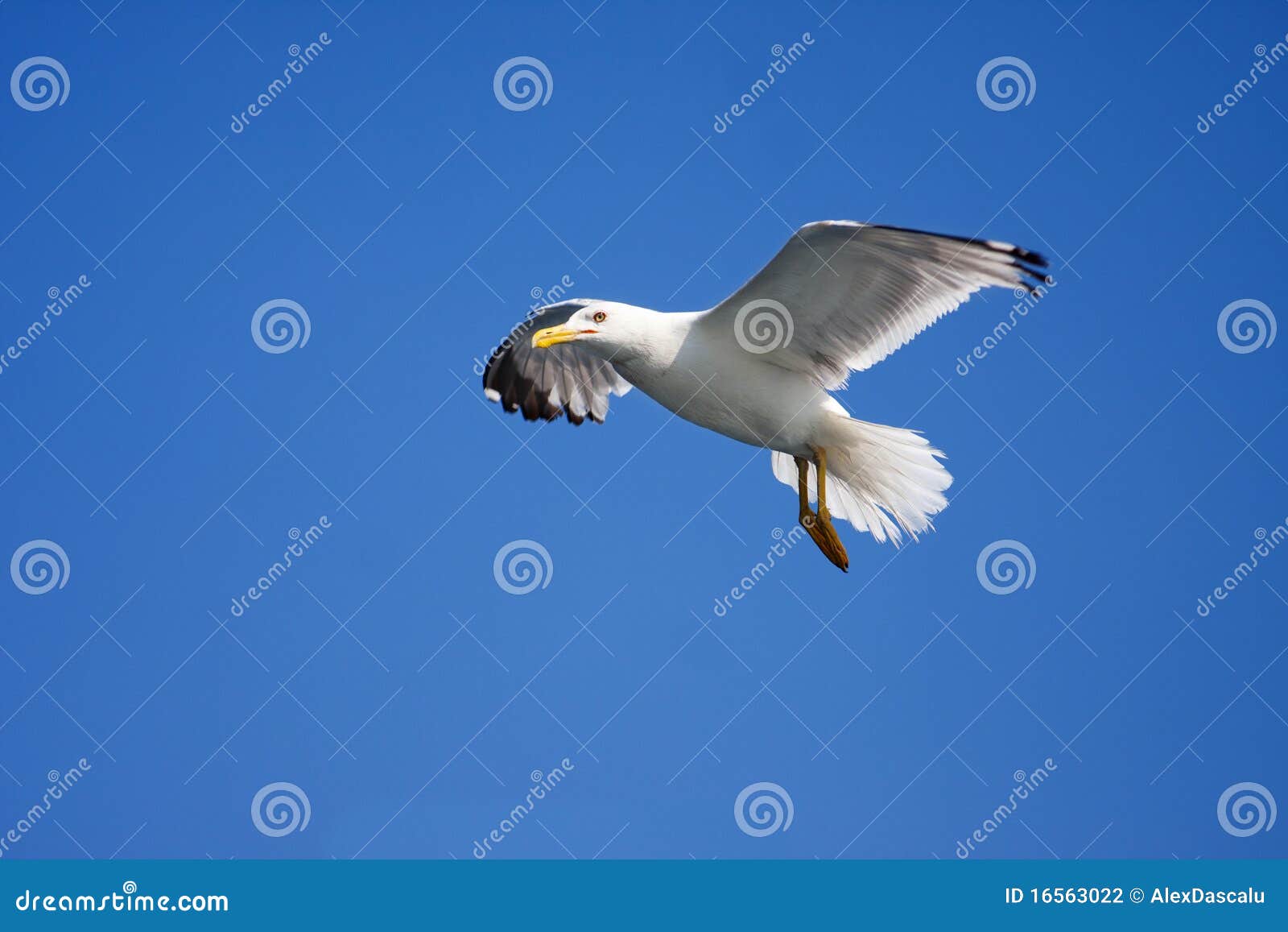 Seagull in the sky stock photo. Image of nature, gull - 16563022
