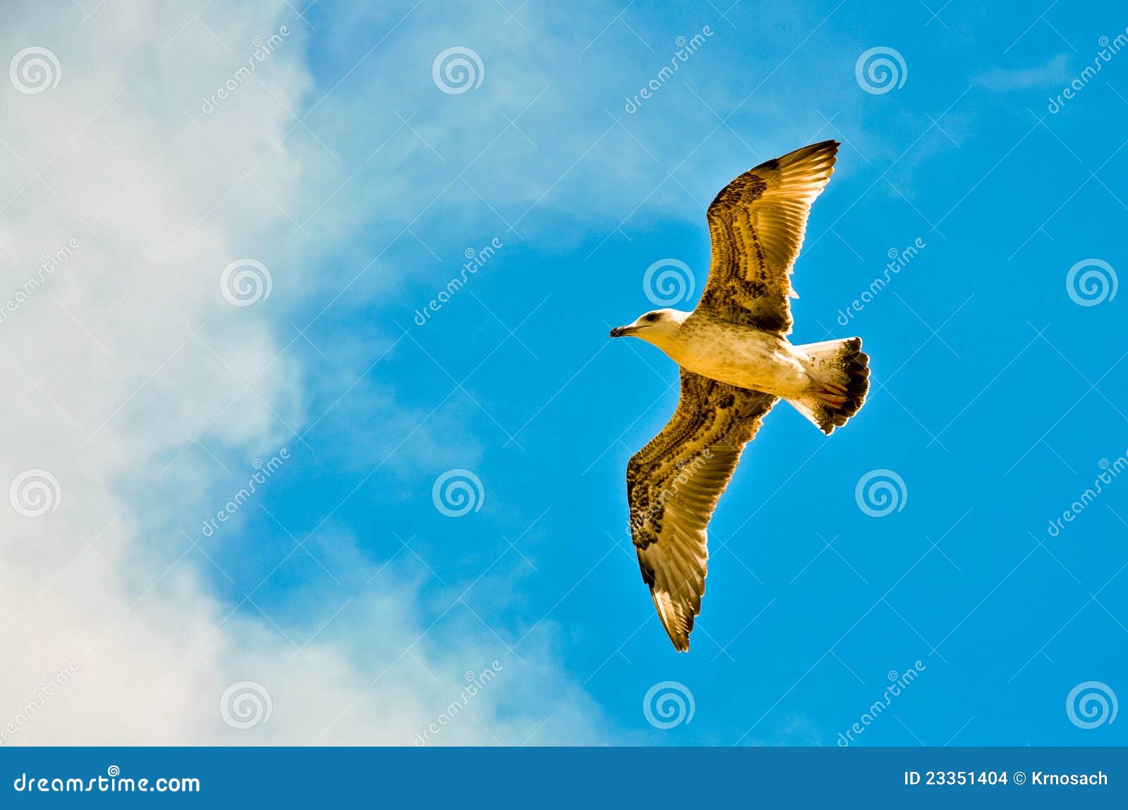 Seagull in the sky stock photo. Image of feathers, seagull - 23351404