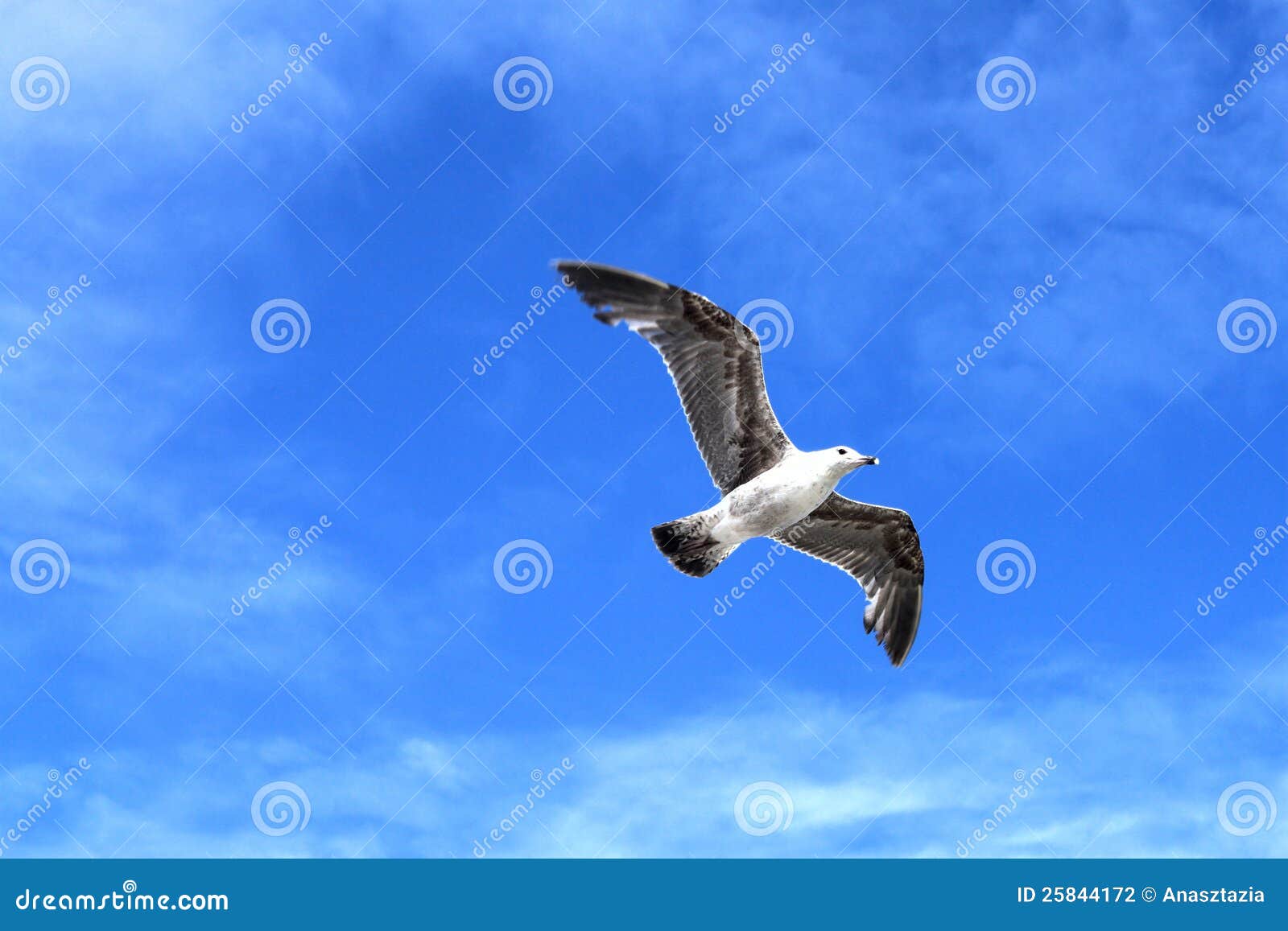 Seagull in the sky stock photo. Image of portuguese, water - 25844172