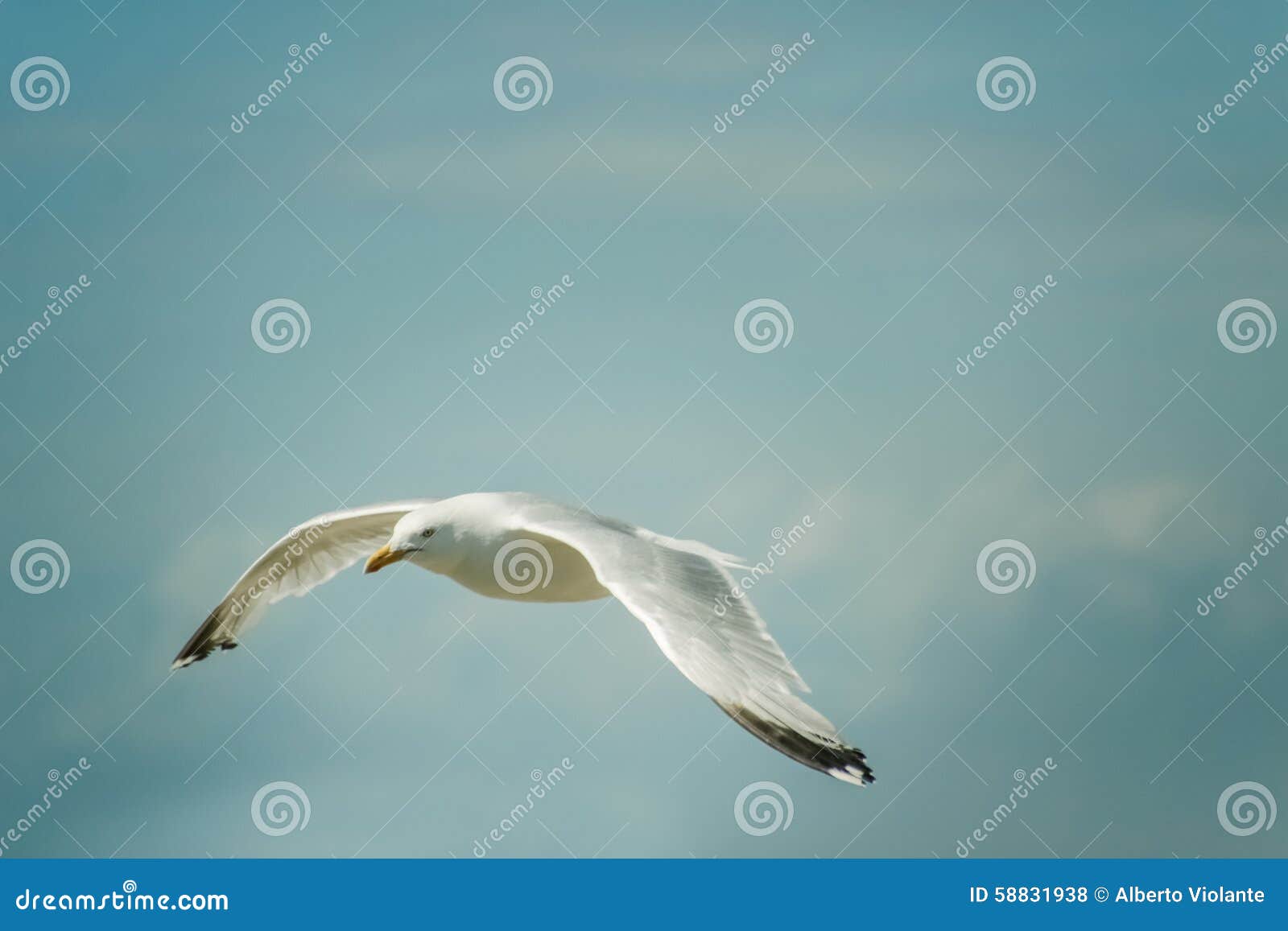 A seagull in the sky stock photo. Image of sunny, clouds - 58831938