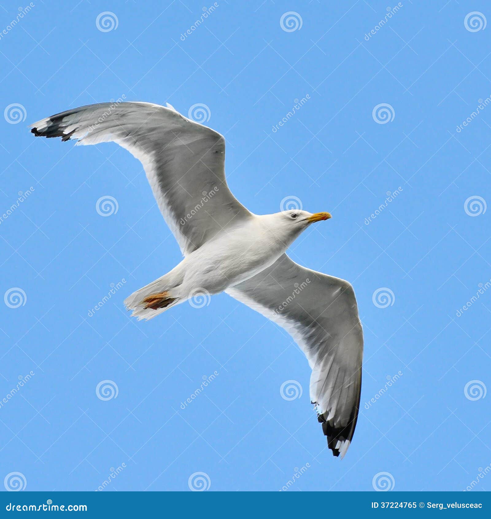 Seagull in the sky stock image. Image of closeup, beautiful - 37224765