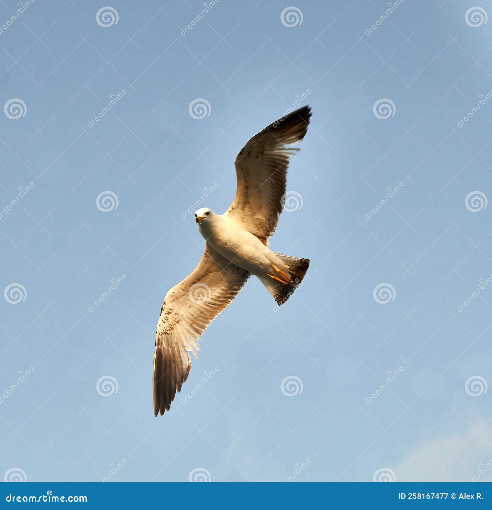 Seagull in she sky stock image. Image of wildlife, hawk - 258167477