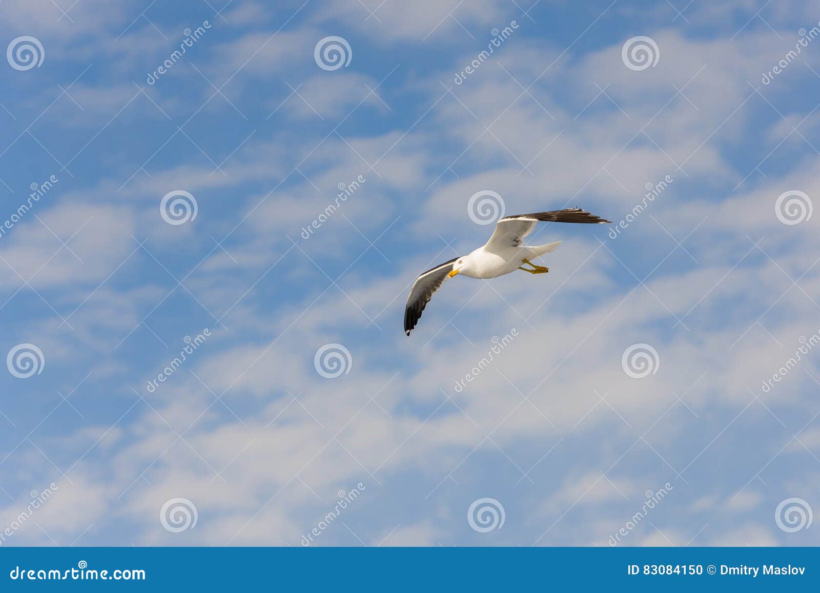 Seagull and sky stock photo. Image of nature, white, beak - 83084150