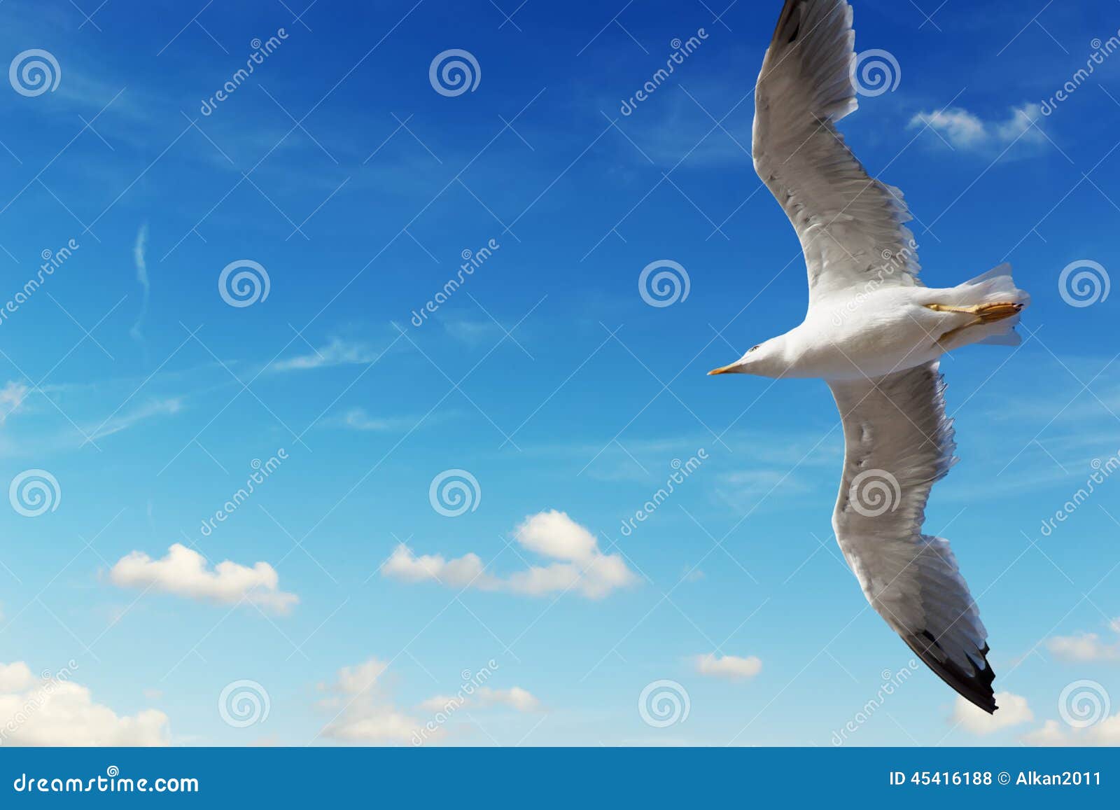 Seagull in the sky stock photo. Image of life, gray, bright - 45416188