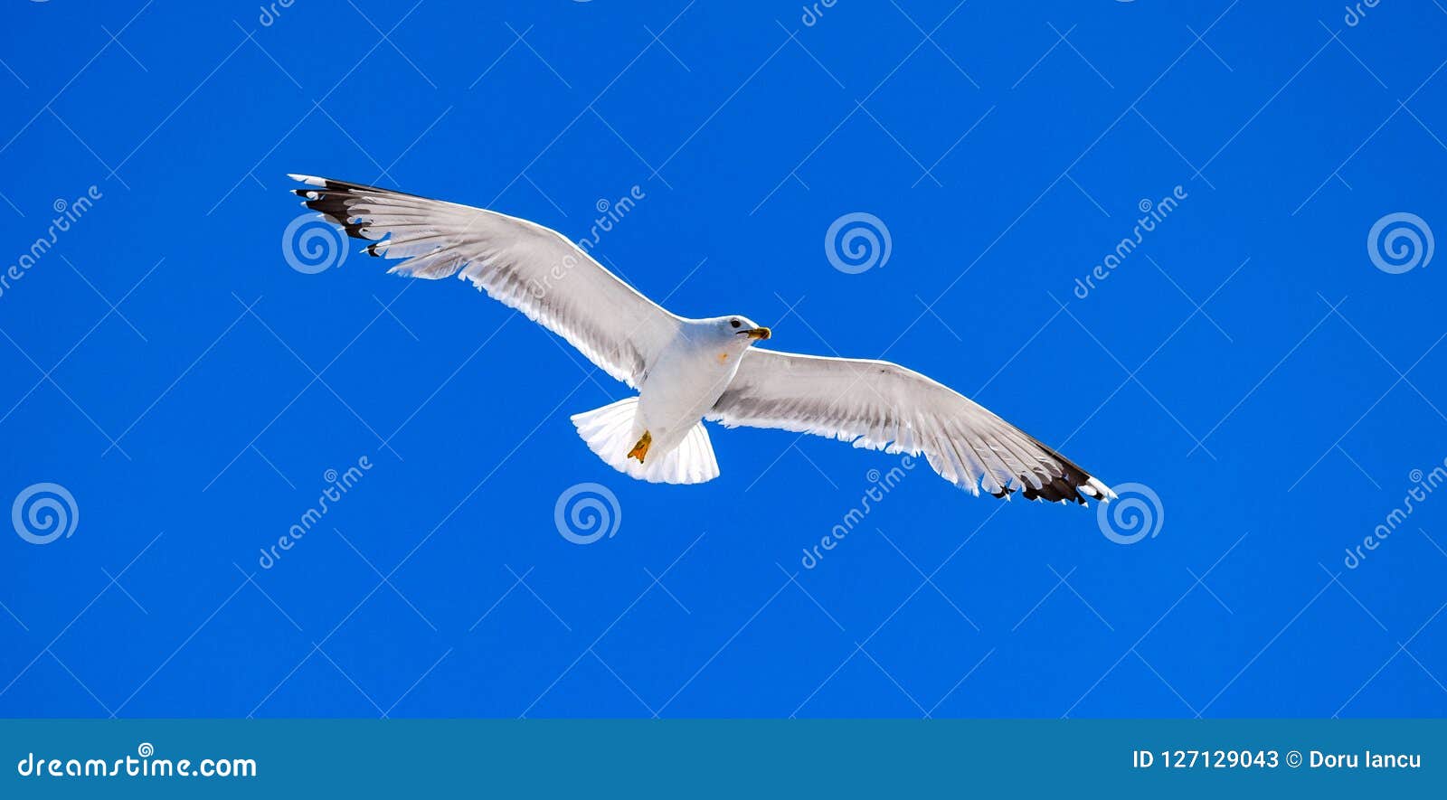 Seagull in the Sky Flying Wings Wide Open Nr 2 Stock Image - Image of ...