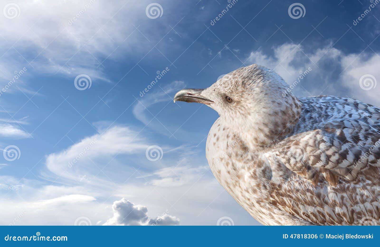 Seagull on the Sky, Space for Text Stock Photo - Image of freedom ...