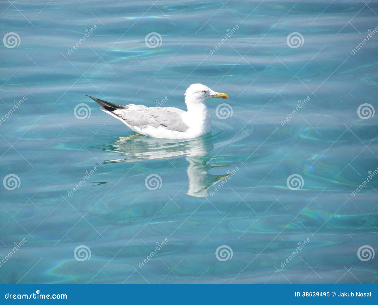 Seagull stock image. Image of fauna, bird, sleeping, animal - 38639495
