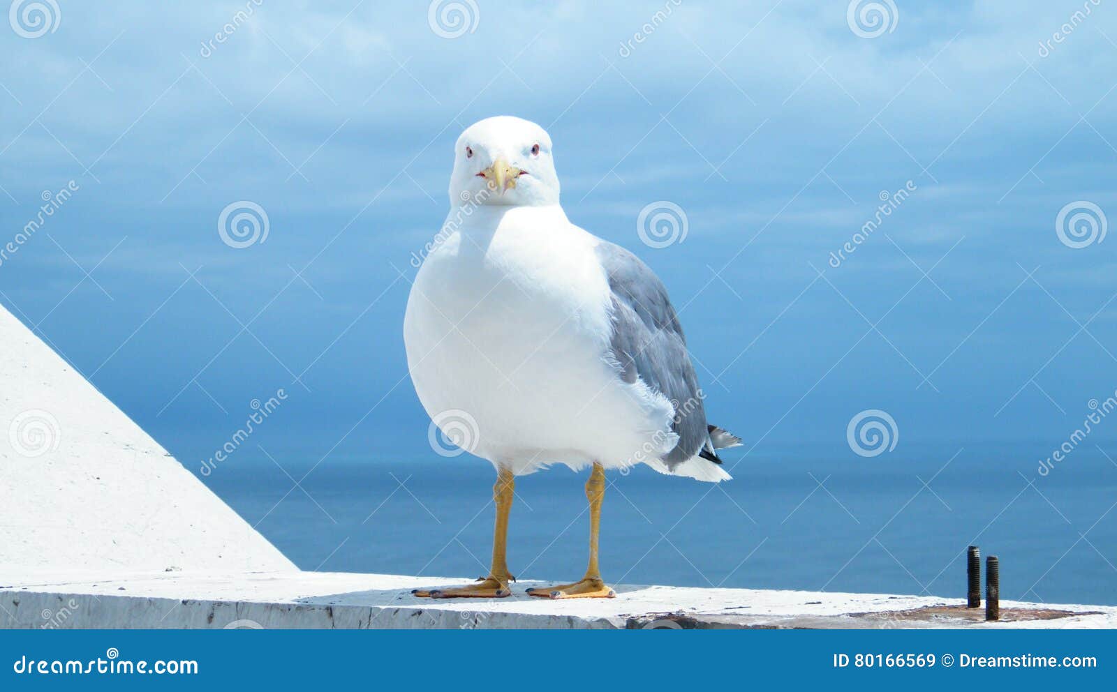 Seagull stock image. Image of young, france, sunny, marine - 80166569