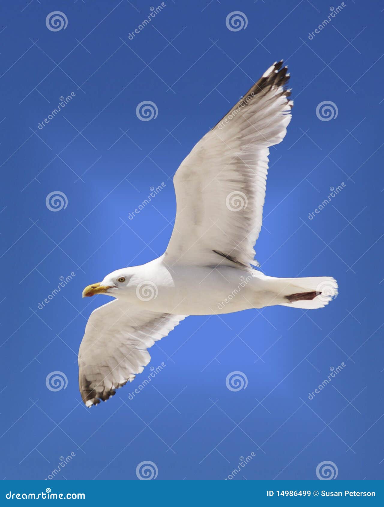 Seagull Soaring stock image. Image of avian, nature, scavenger - 14986499