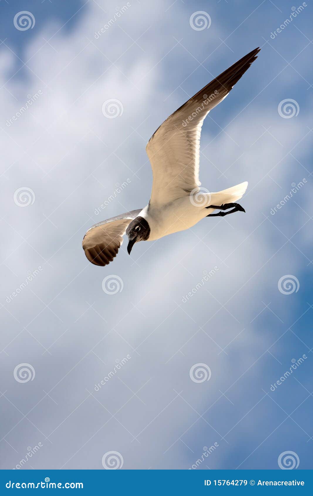 Seagull Soaring stock image. Image of caribbean, wildlife - 15764279