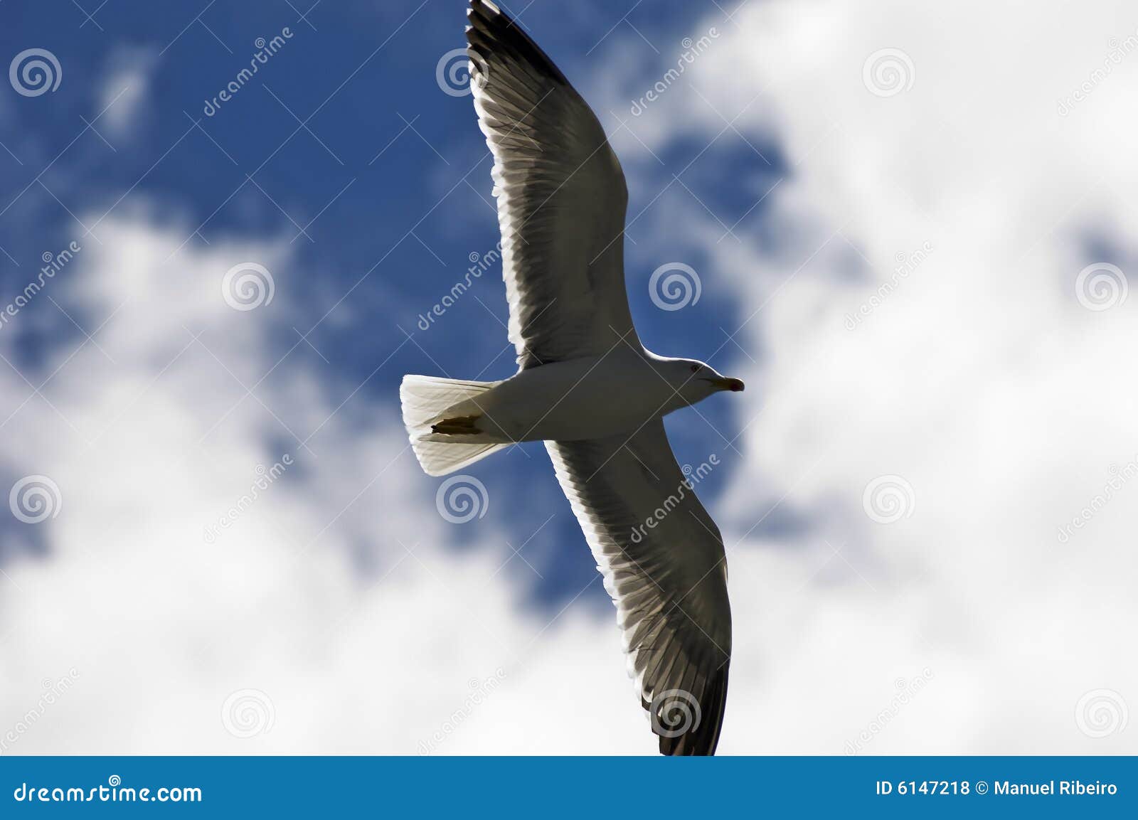 Seagull soaring stock photo. Image of soar, soaring, seagull - 6147218