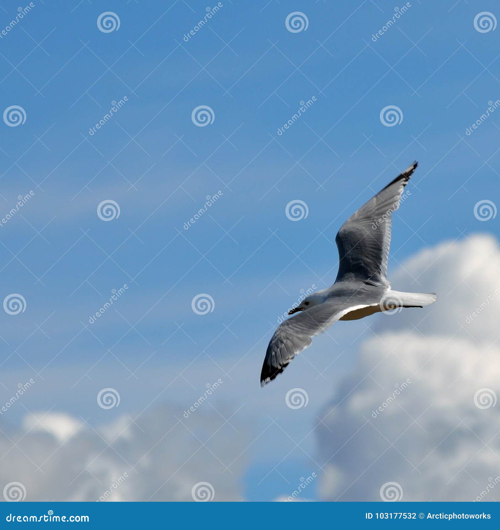 Seagull Soaring on Blue Summer Sky Stock Photo - Image of seabird ...