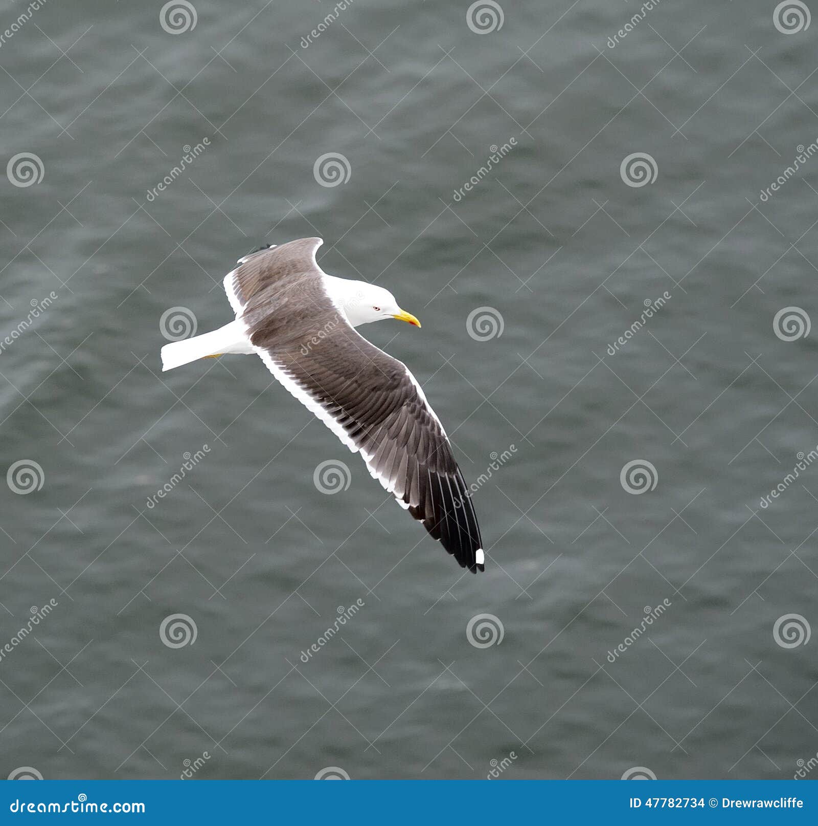 Seagull stock photo. Image of water, backed, soaring - 47782734