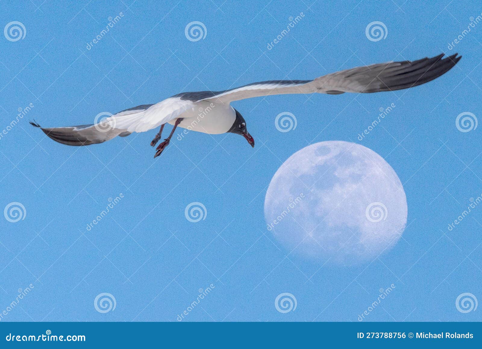 Seagull Soaring with Moon in Background Stock Photo - Image of coastal ...