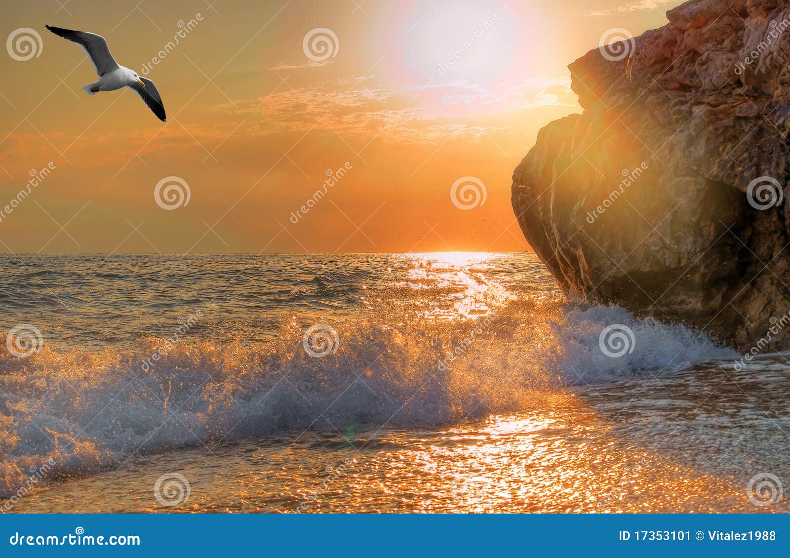 Seagull Soaring Over the Sea Stock Image - Image of lighting, dawn ...