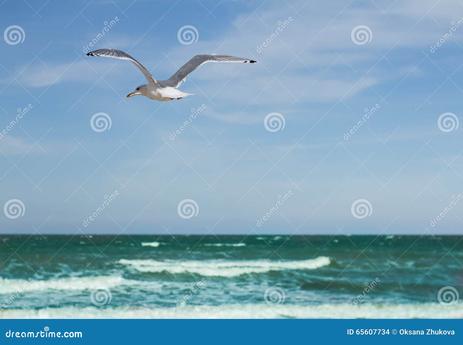 Seagull Soaring Over the Sea Stock Photo - Image of bright, bird: 65607734
