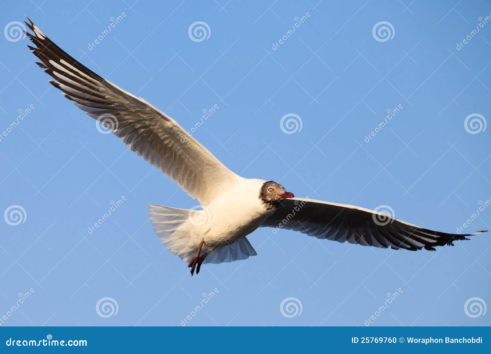 A Seagull, Soaring in the Sky Stock Photo - Image of flight, spreading ...