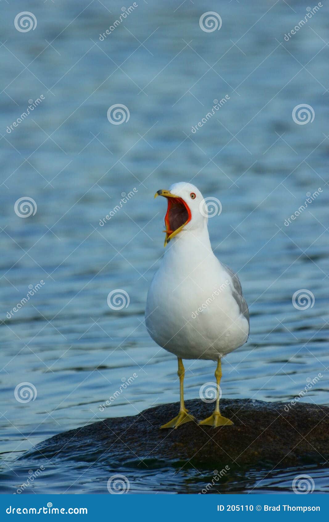 Seagull Squaking stock photo. Image of gull, feathered - 205110