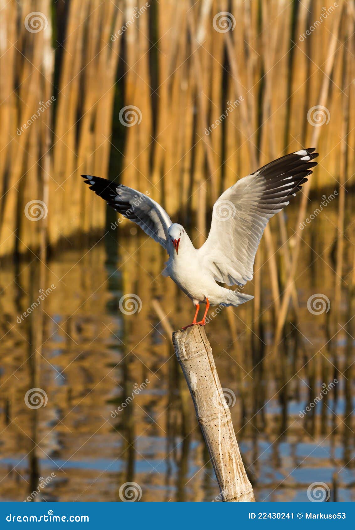 Seagull squawking stock image. Image of seashore, wing - 22430241