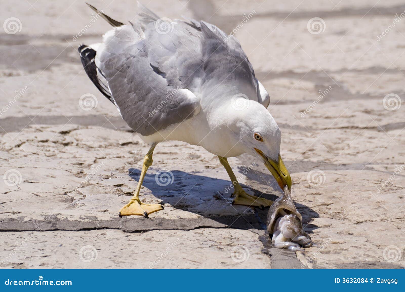 Seagull with the squid stock photo. Image of looking, cuttlefish - 3632084
