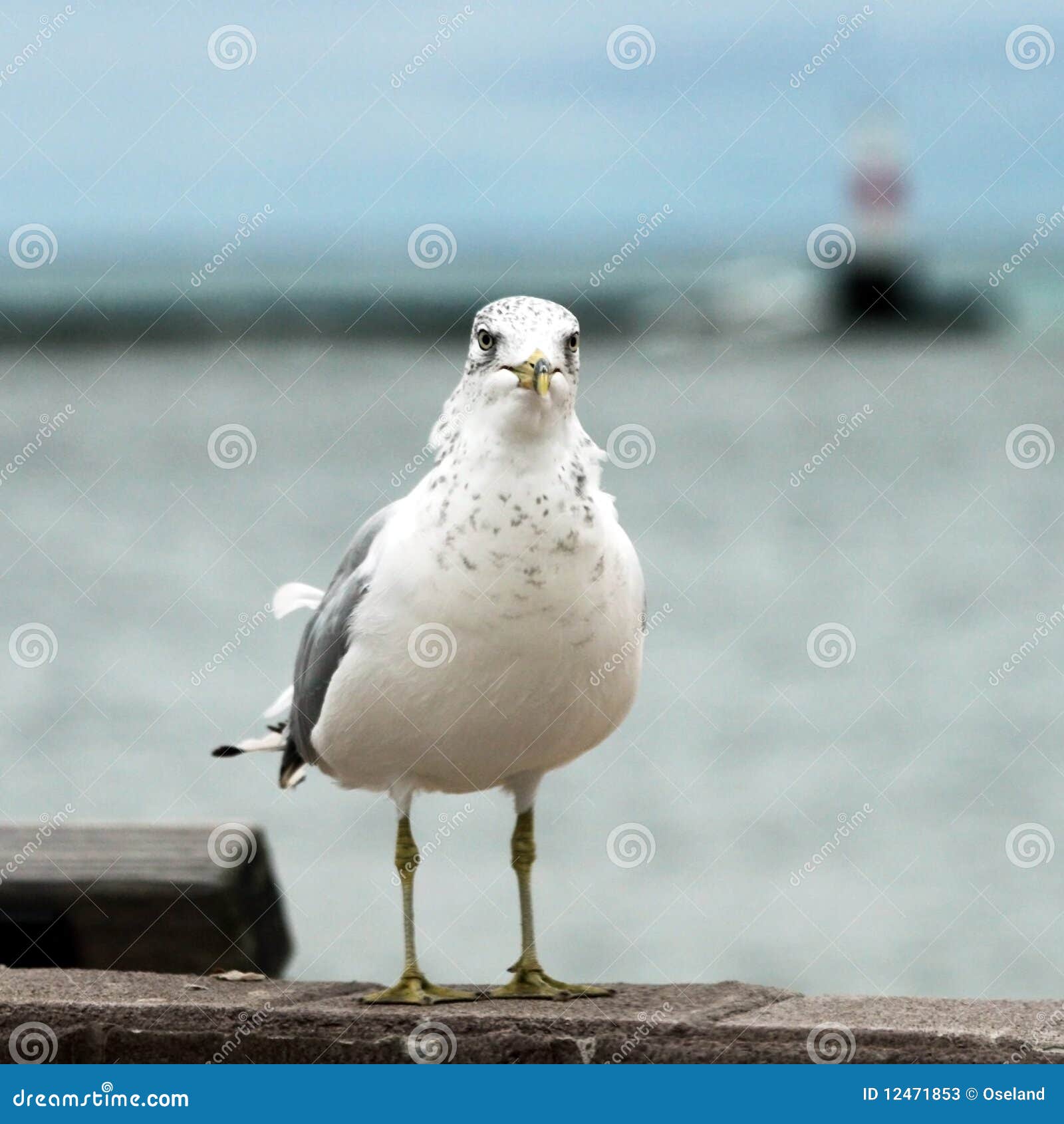 Seagull Standing stock image. Image of bird, august, summertime - 12471853