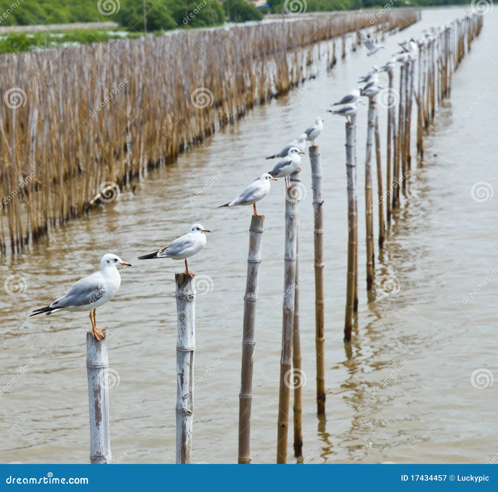 Seagull Standing on Bamboo Wood Stock Image - Image of animal, bamboo ...