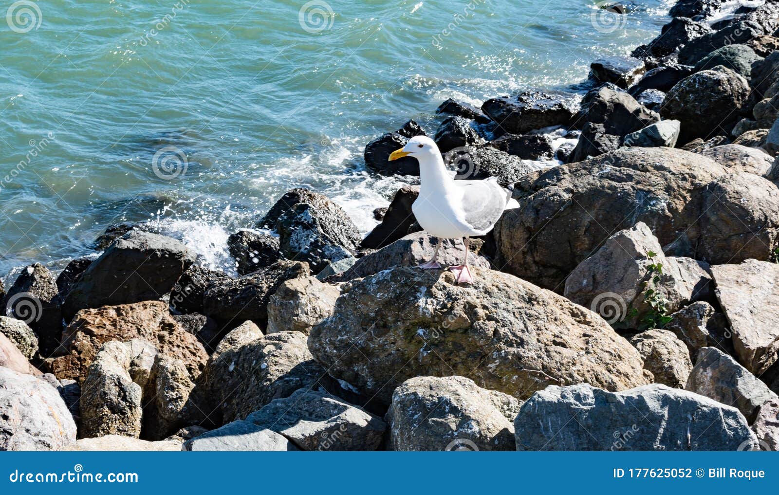 Seagull Standing on Beach Rocks and Green Ocean Water Back Ground Image ...