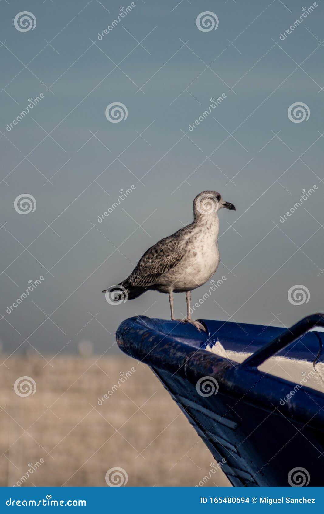 Seagull Standing on the Bow of a Ship Stock Photo - Image of face ...