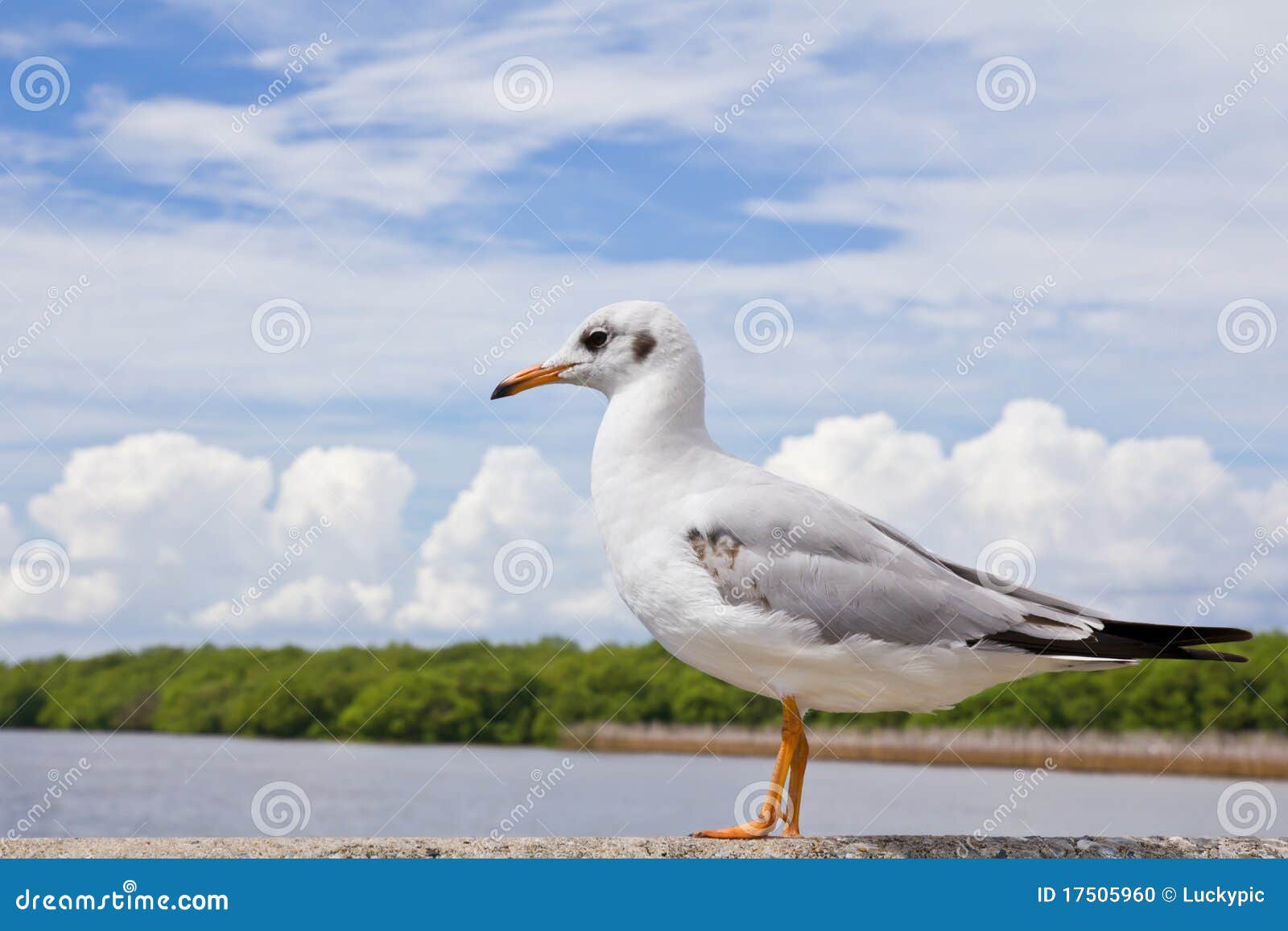 Seagull Standing on Concrete Stock Photo - Image of cloud, blue: 17505960