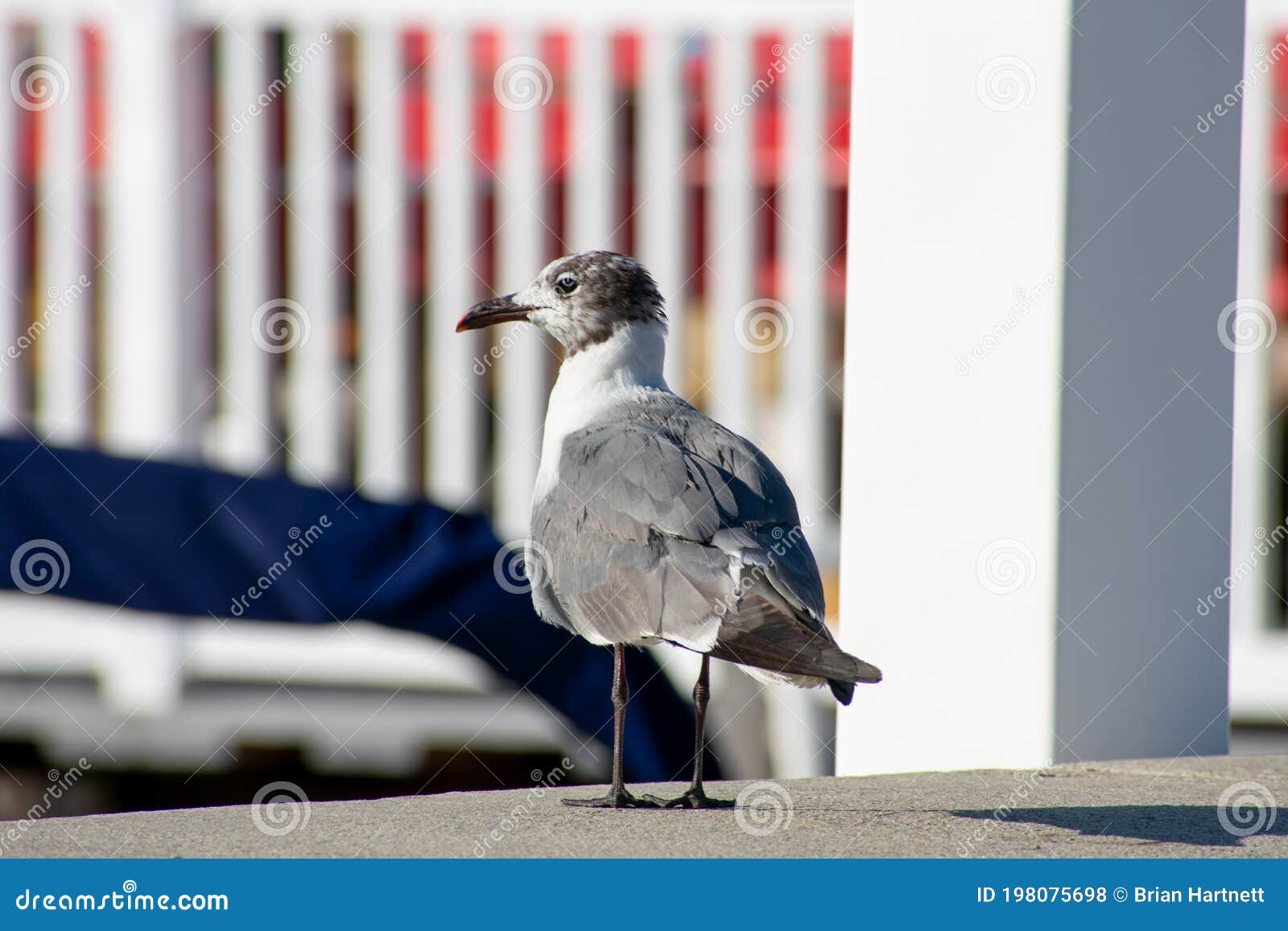A Seagull Standing on a Ledge Looking Back at the Camera Stock Photo ...