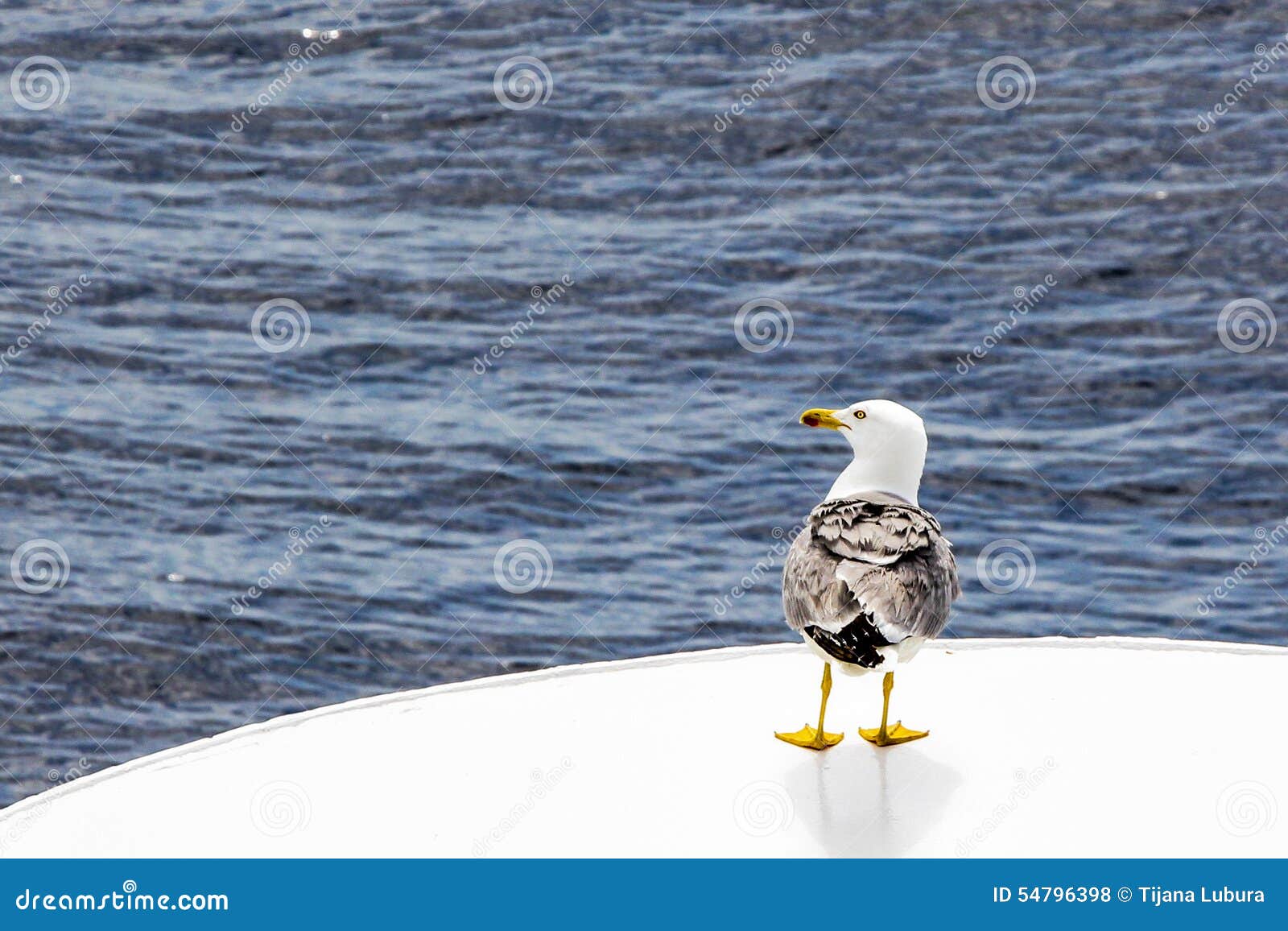 Seagull stock photo. Image of beak, wild, bird, freedom - 54796398