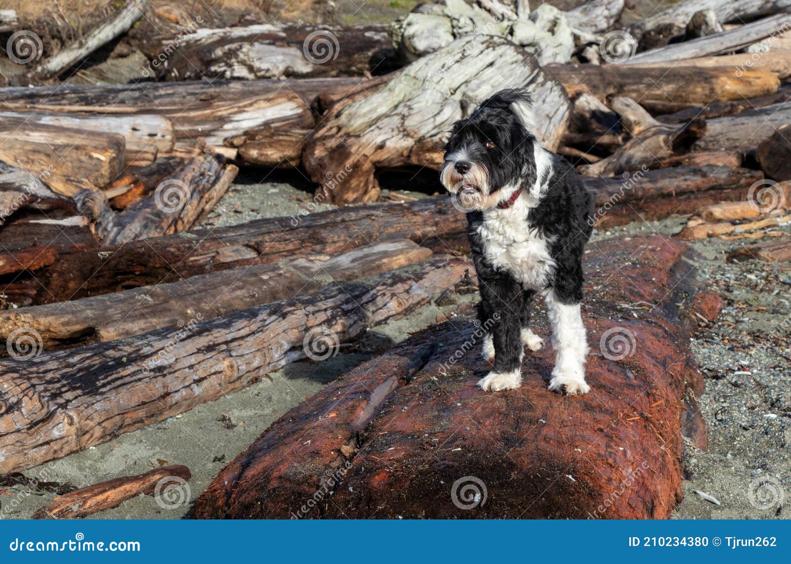 Dog Standing on Driftwood Log on Beach Stock Photo - Image of doggy ...