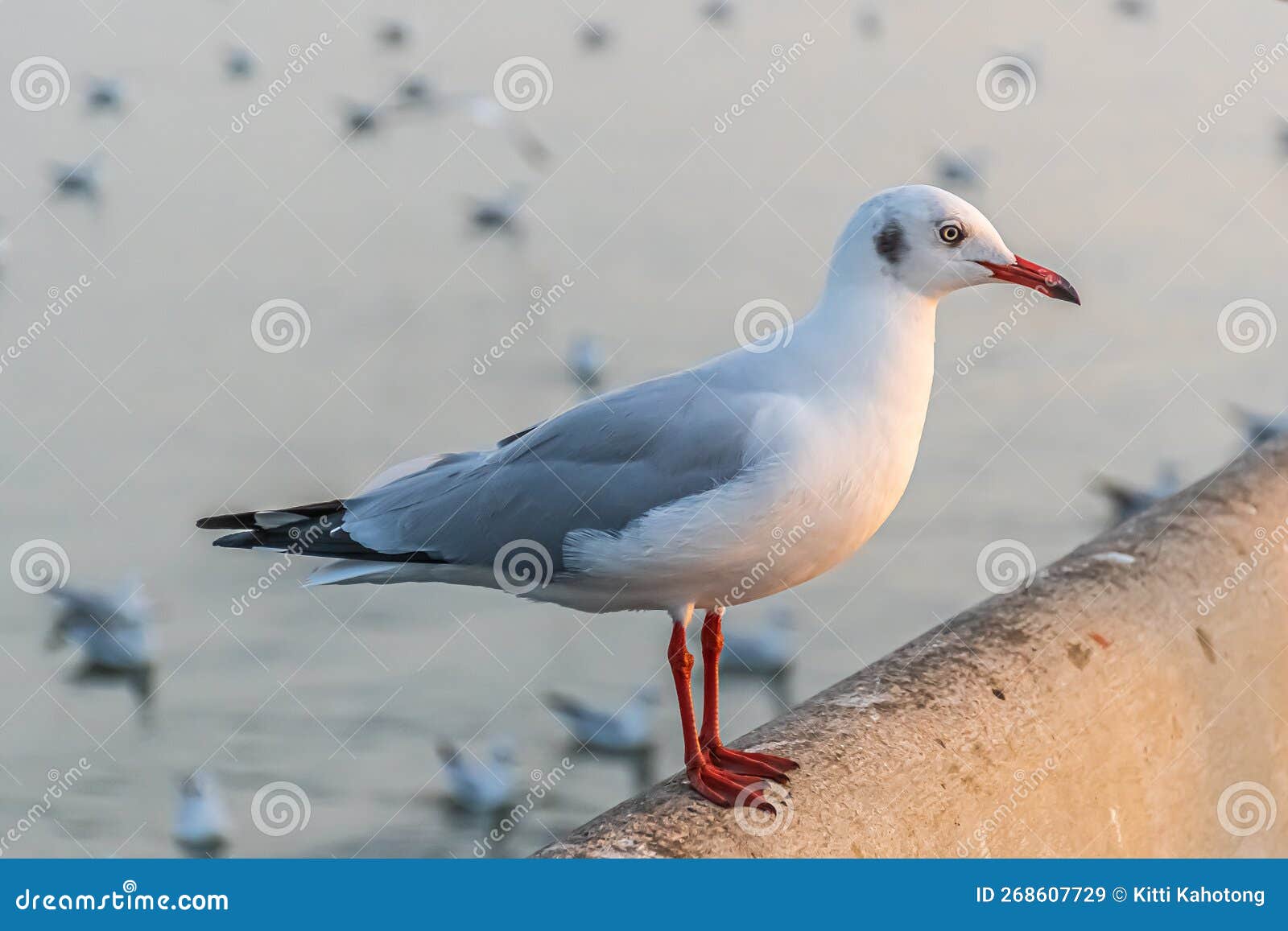 The Seagull is Standing on the Edge of the Bridge Stock Image - Image ...