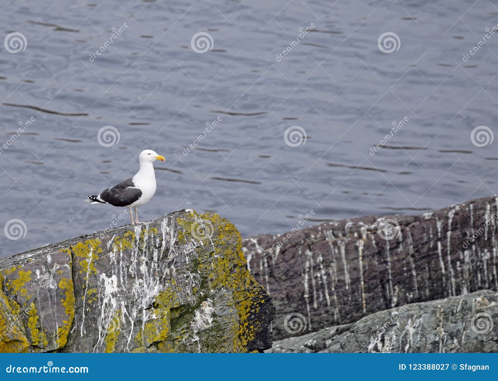 Seagull Standing on the Edge of a Cliff Stock Image - Image of gull ...