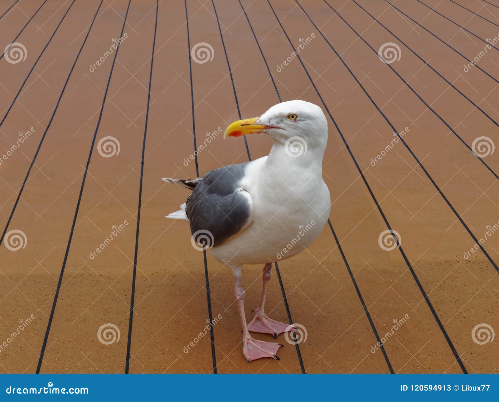 Seagull Standing on the Floor Boat Stock Image - Image of feathers ...