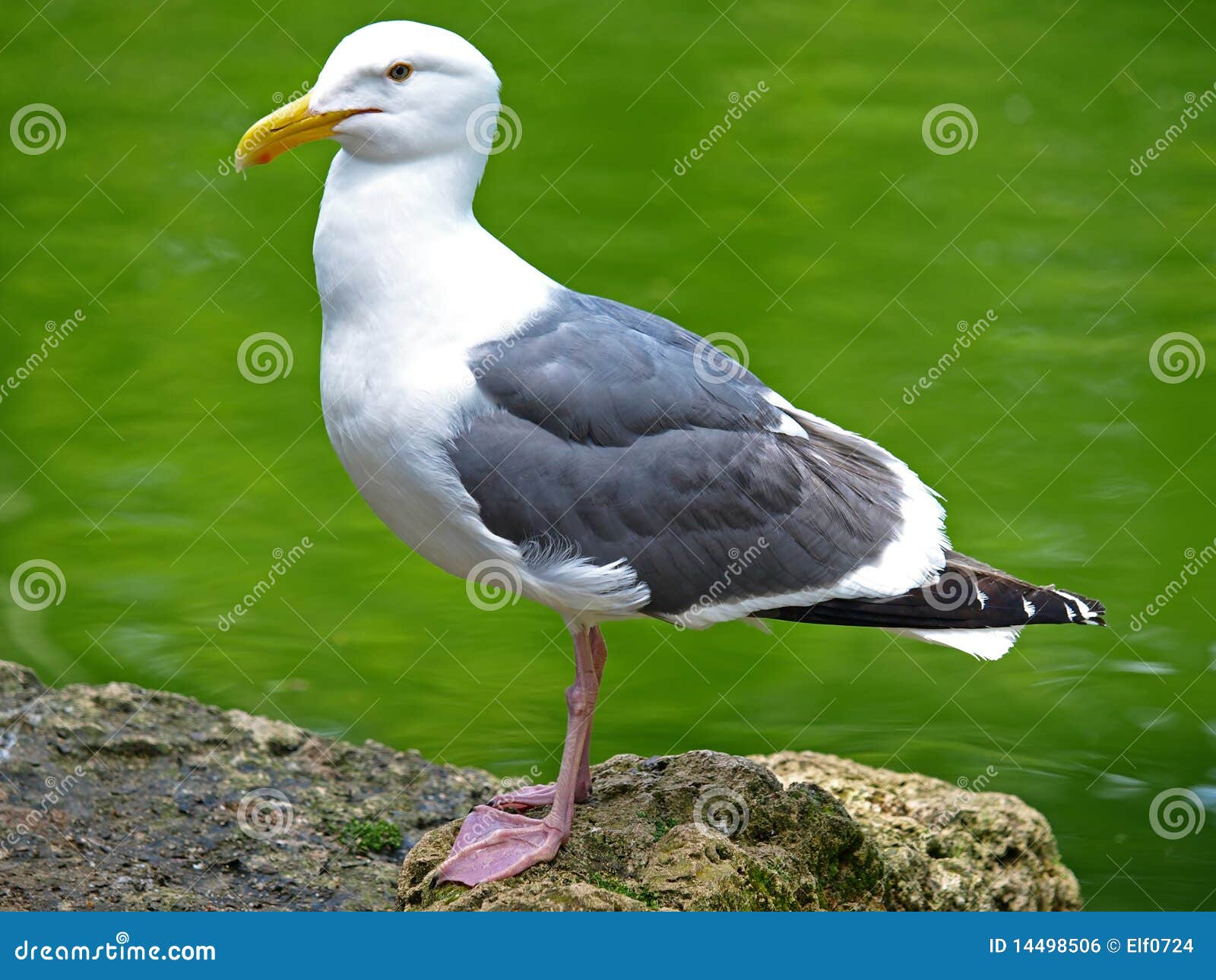 Seagull Standing in Front of Green Background Stock Photo - Image of ...