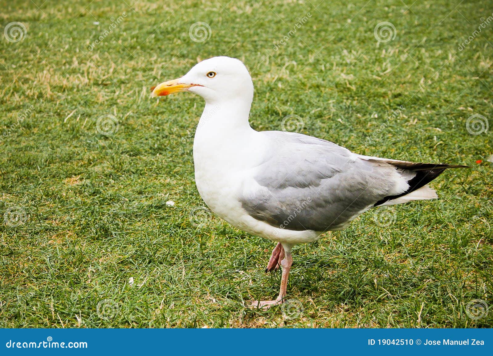 Seagull Standing on the Grass in a Park Stock Photo - Image of british ...