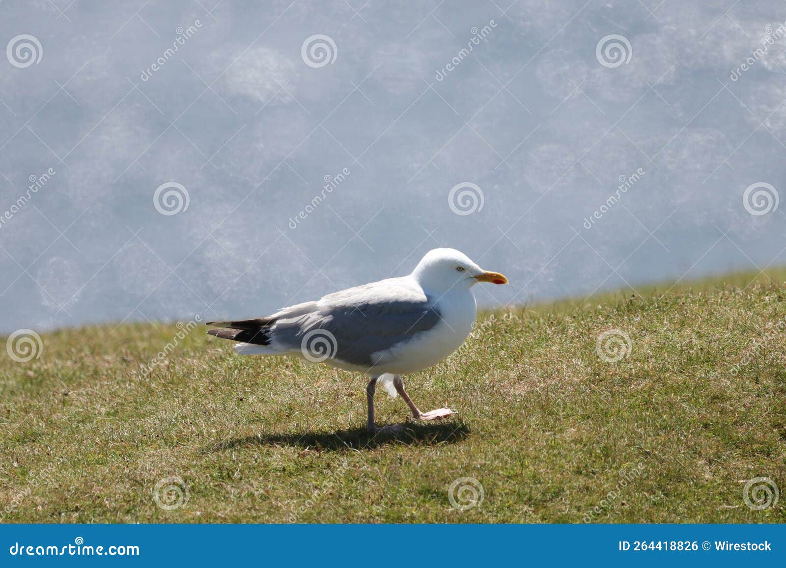 Seagull Standing in Greenery Field Stock Photo - Image of blossom ...