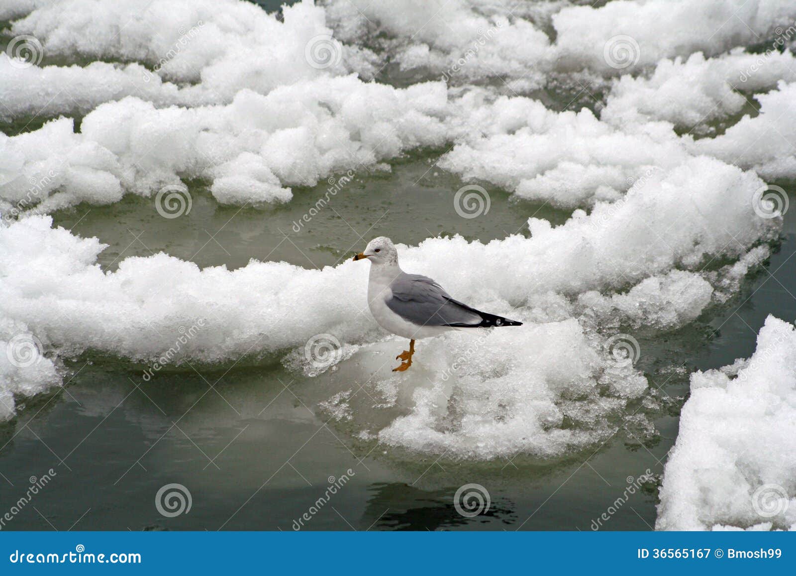 Seagull Standing on ice stock image. Image of seagull - 36565167