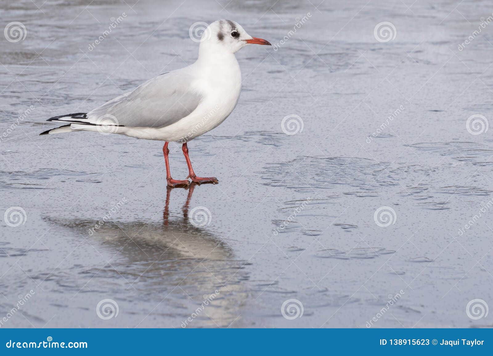 Seagull on ice stock image. Image of common, cold, southampton - 138915623