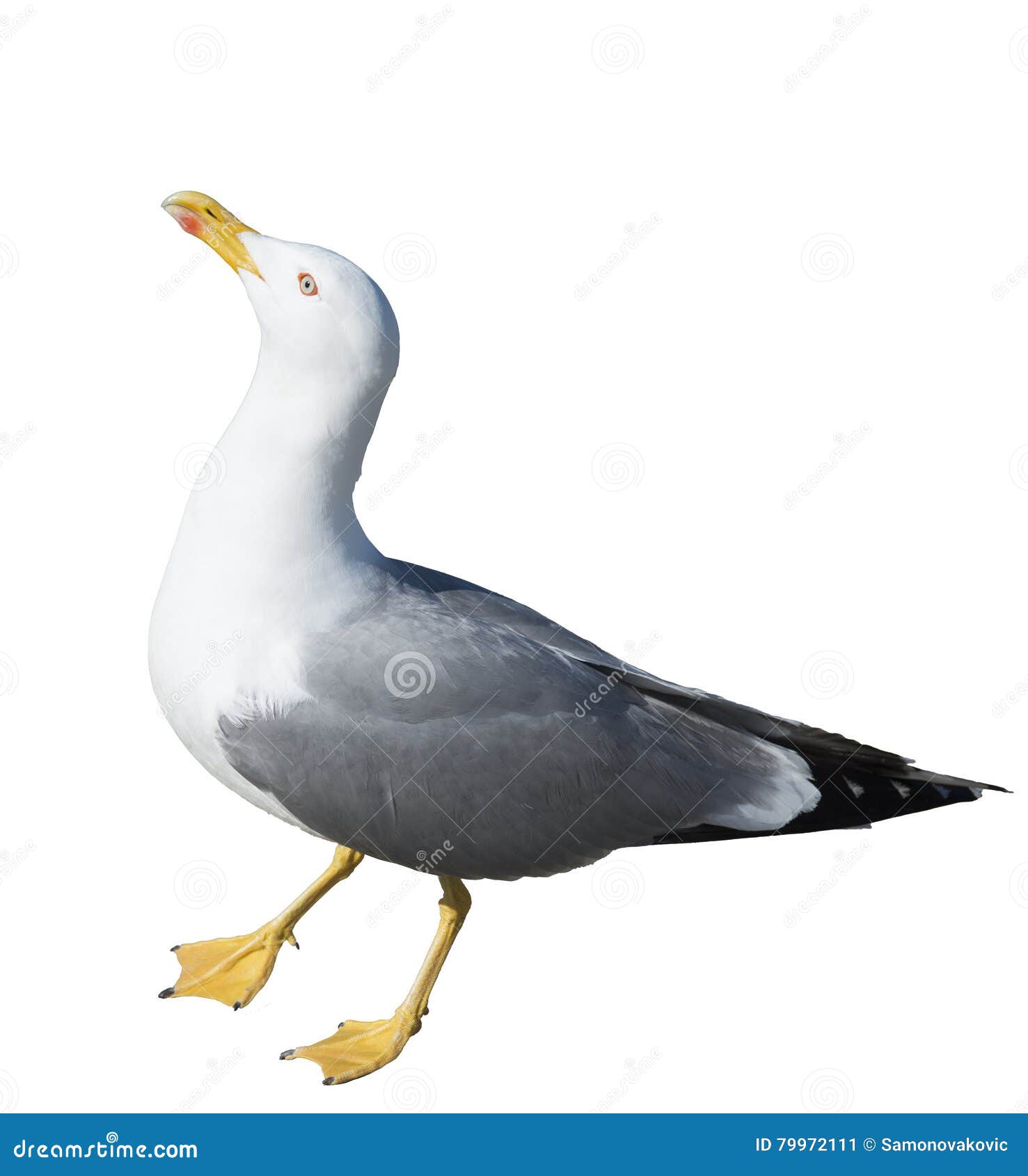 Seagull standing isolation stock image. Image of feral - 79972111