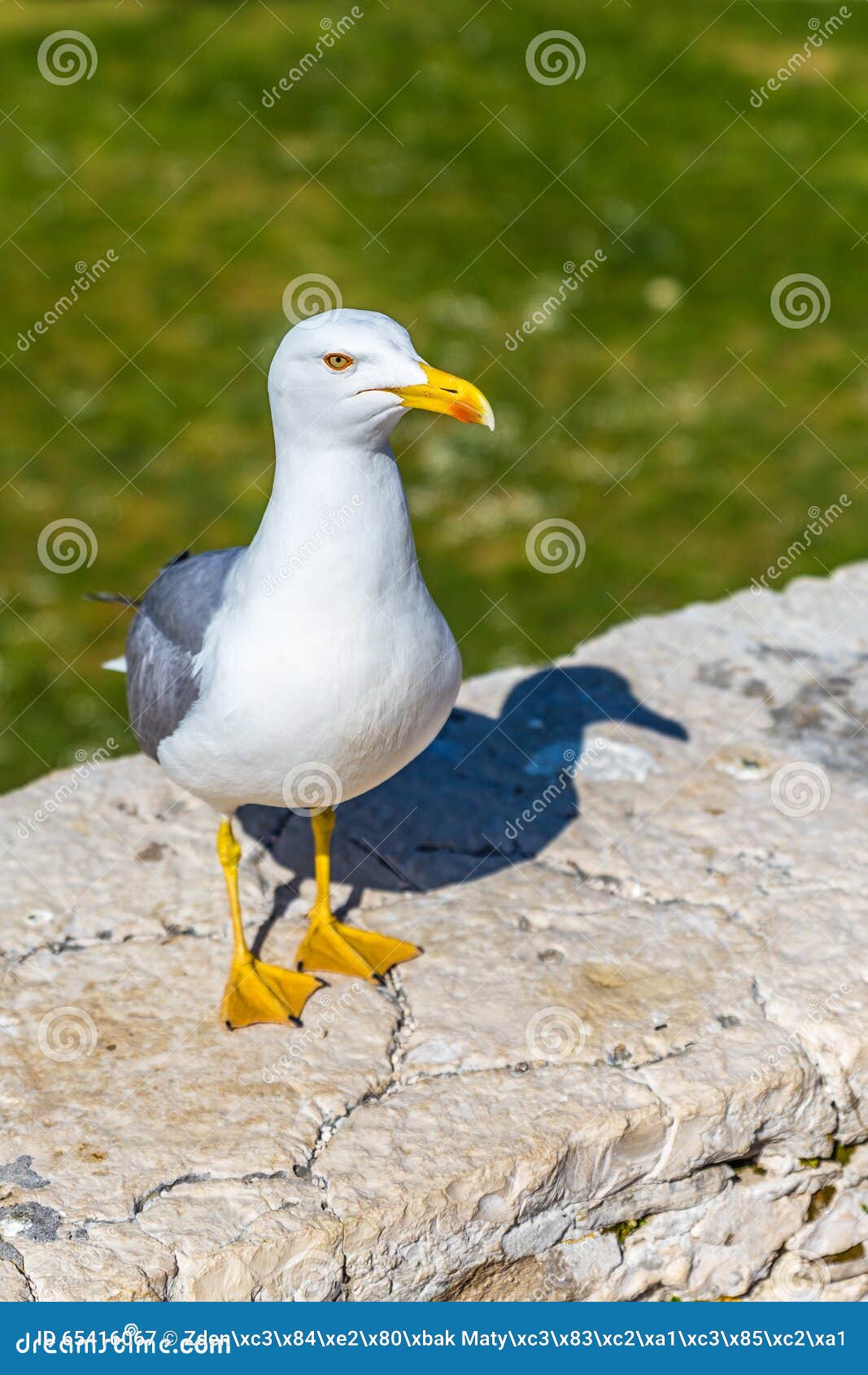 Seagull Standing on the Ledge Stock Image - Image of side, detail: 65416067